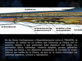 DIFERENCIA ENTRE ESTRUCTURAS EXCRETORAS DE LOS CONDRICTIOS Y ...