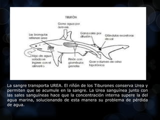 DIFERENCIA ENTRE ESTRUCTURAS EXCRETORAS DE LOS CONDRICTIOS Y ...