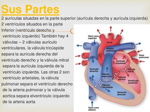 El Corazon Y sus Funciones