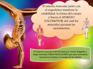 Sistema Muscular | PPTX