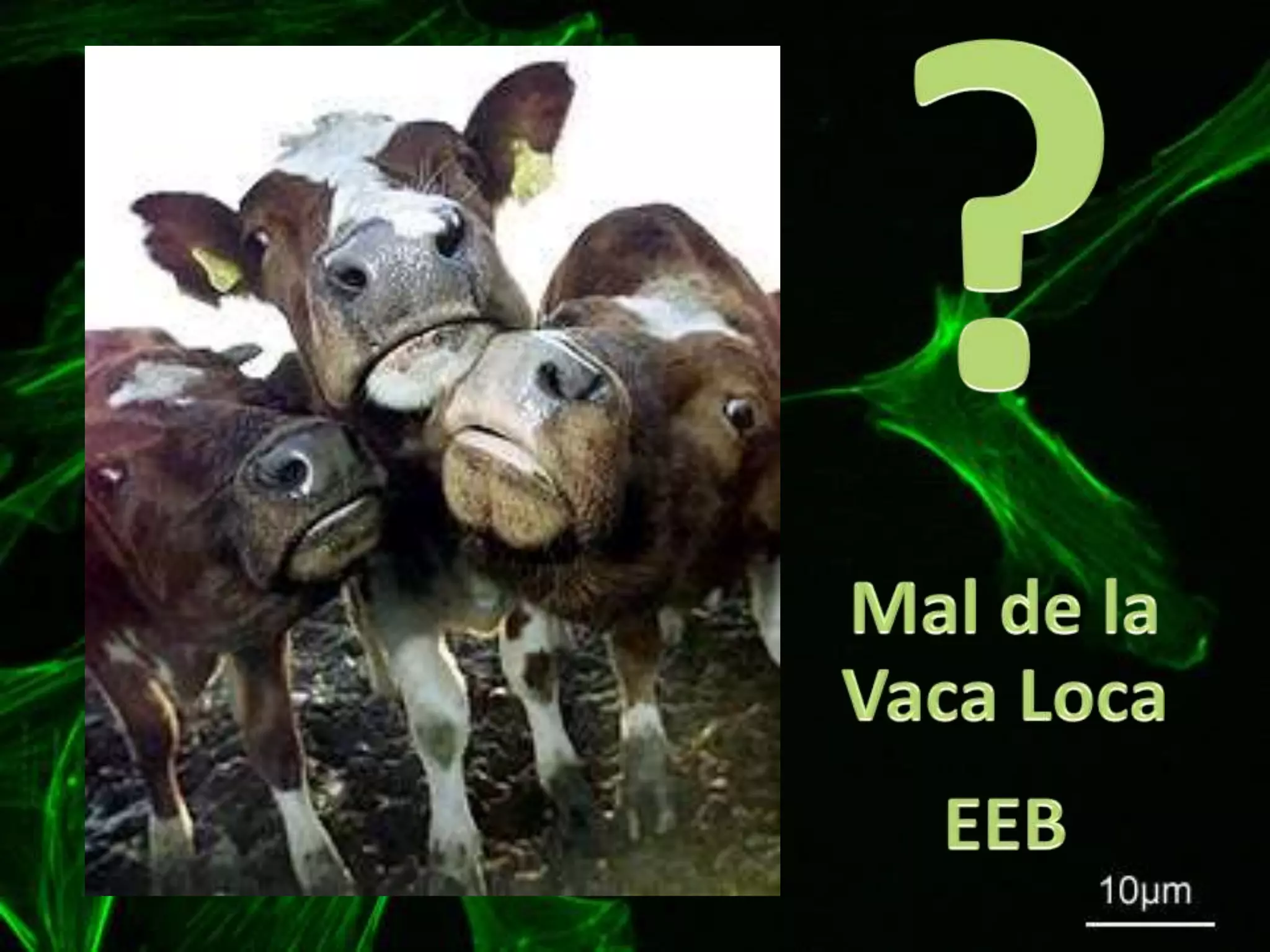 Encefalopatía Espongiforme Bovina. El mal de la vaca loca.- | PPT