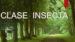Los insectos | PPTX
