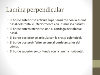 Hueso etmoides | PPTX
