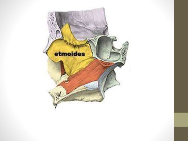 Hueso etmoides