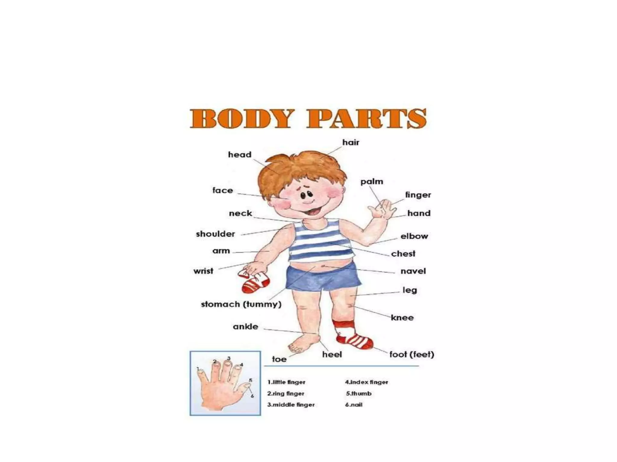 BODY PARTS | PPT