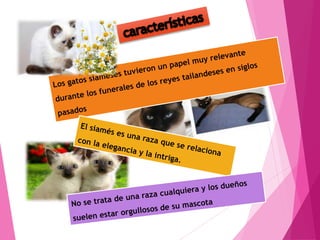 los gatos | PPT