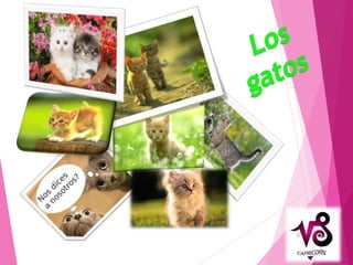los gatos | PPT