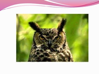 Mussol de les antilles | PPT