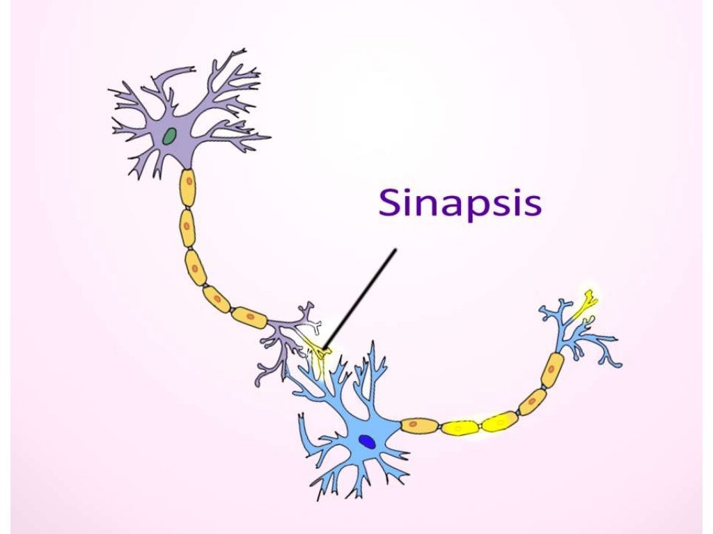 Sinapsis