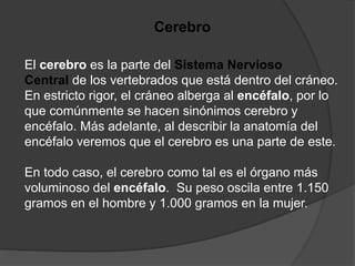 El cerebro triuno | PPTX