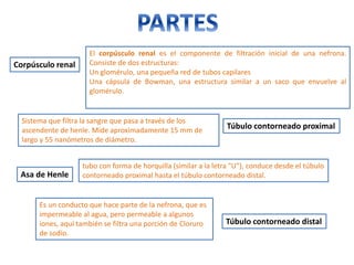 Nefrona | PPTX
