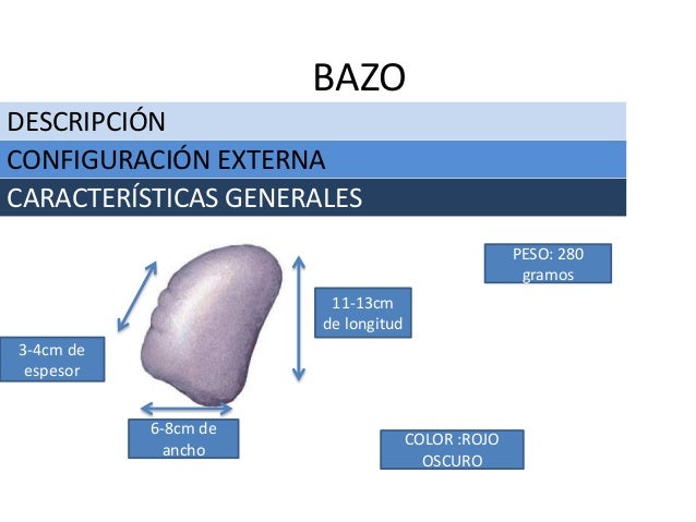 Anatomía del bazo