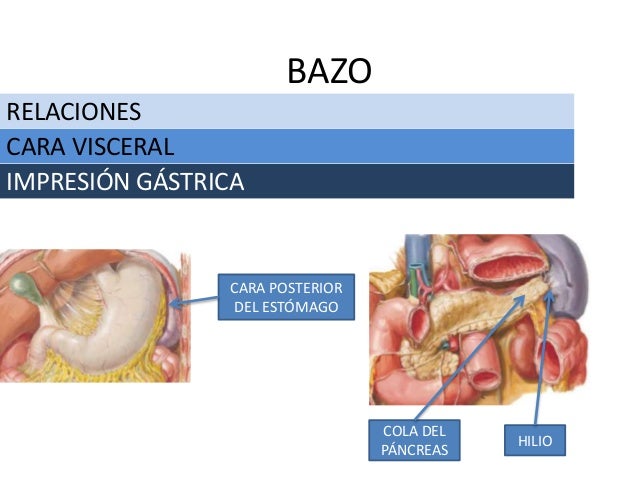 Anatomía del bazo