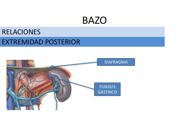 Anatomía del bazo