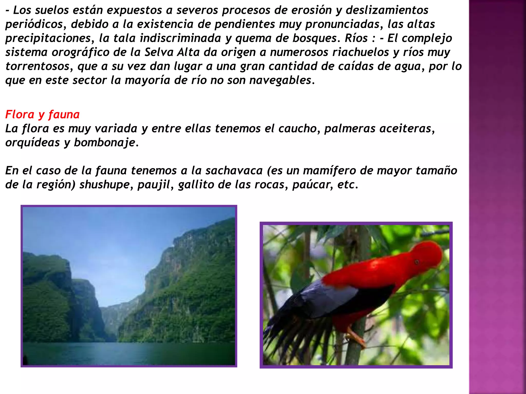 selva alta y selva baja del perú | PPTX