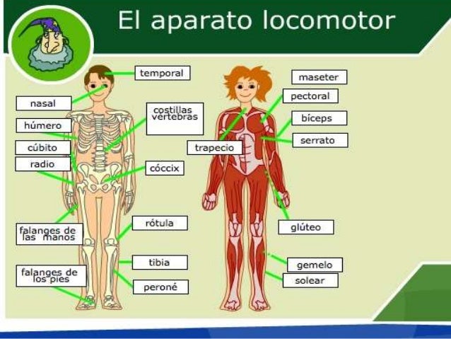 Aparato Locomotor Qué Es, Funciones y Características - Madera
