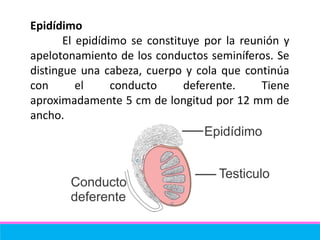 Aparato reproductor masculino y femenino | PPTX