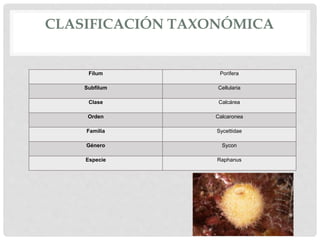 Sycon raphanus | PPTX