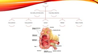 colon por enema | PPTX
