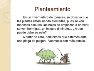 Informe técnico agrícola, pulgón del tomate | PPTX
