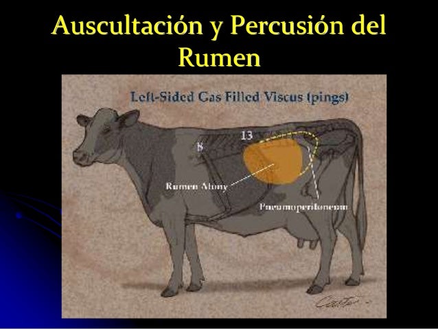 Exploración Clínica del Aparato Digestivo (Rumiantes)