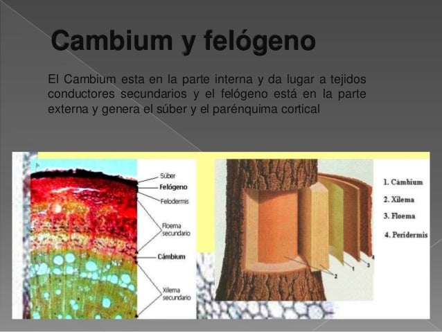 Presentación