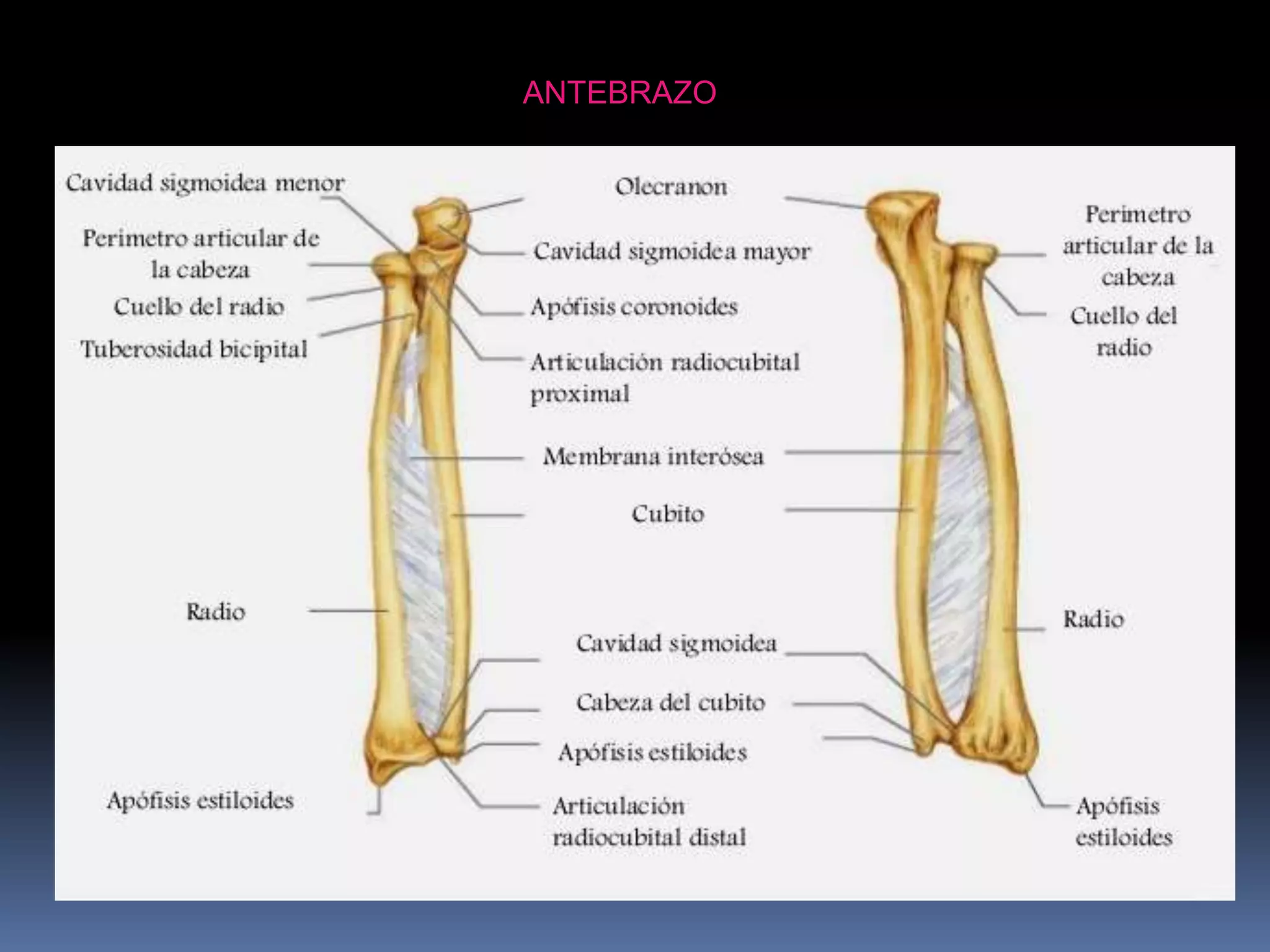 PROCEDIMIENTOS POSICIONES PROYECCIONES ANATOMO RADIOLÓGICAS | PPTX