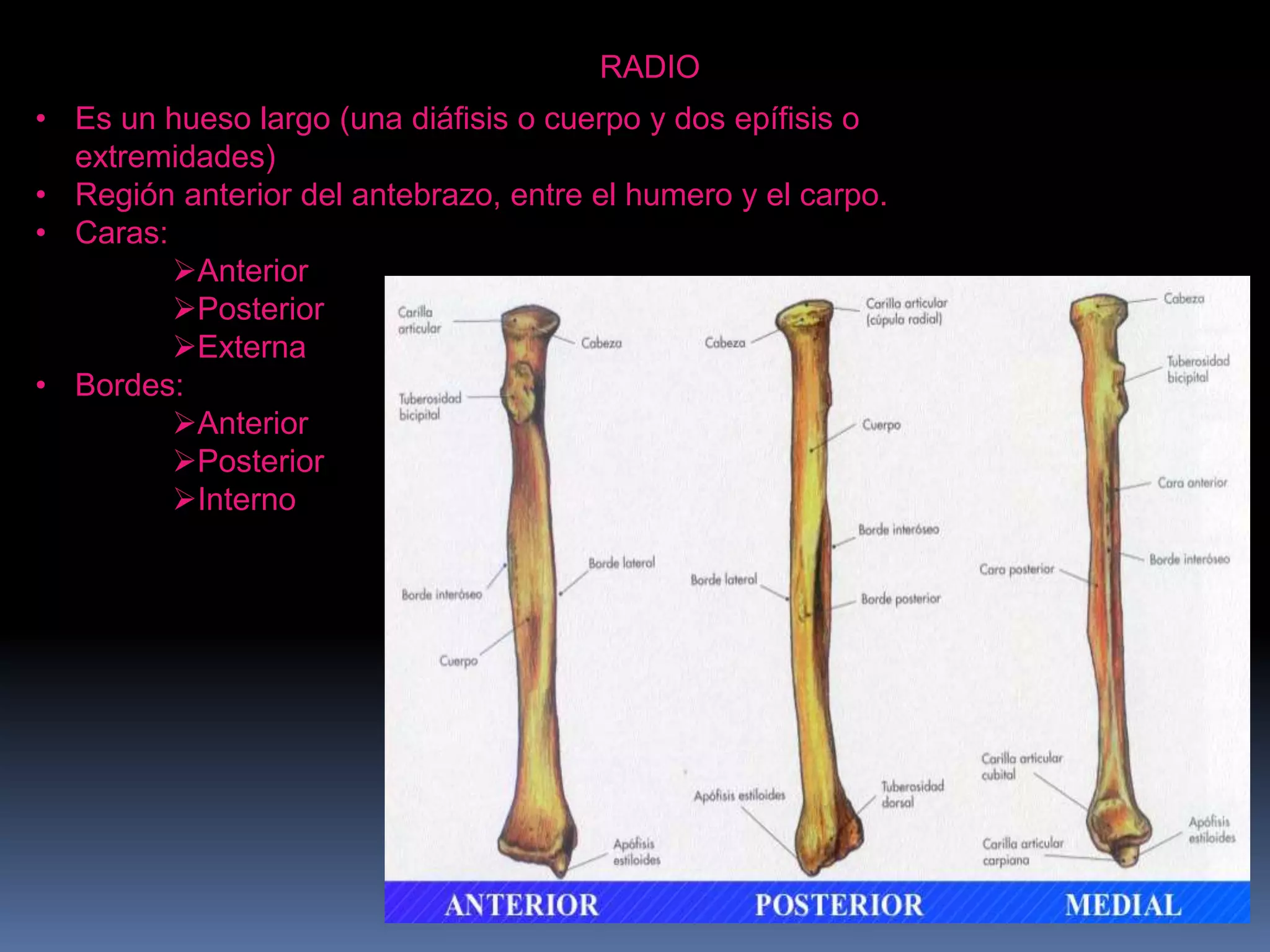 PROCEDIMIENTOS POSICIONES PROYECCIONES ANATOMO RADIOLÓGICAS | PPTX