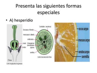 frutos carnosos | PPTX