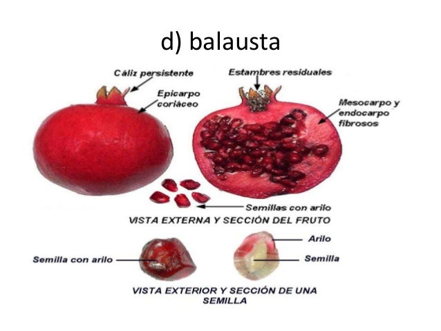 frutos carnosos