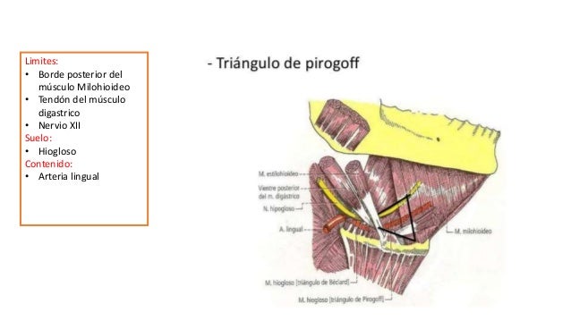 Triángulos del cuello