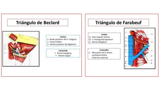 Triángulos del cuello
