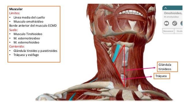 Triángulos del cuello