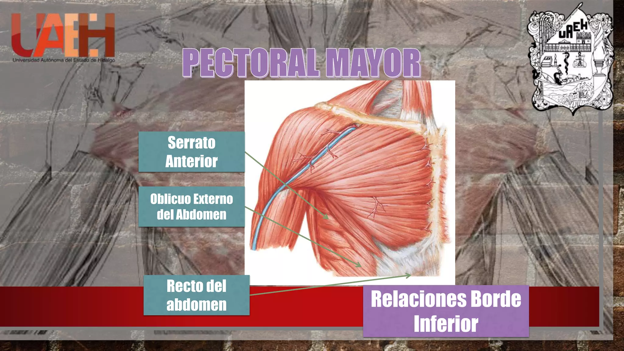 Anatomia: Region Pectoral y Escapular | PPTX