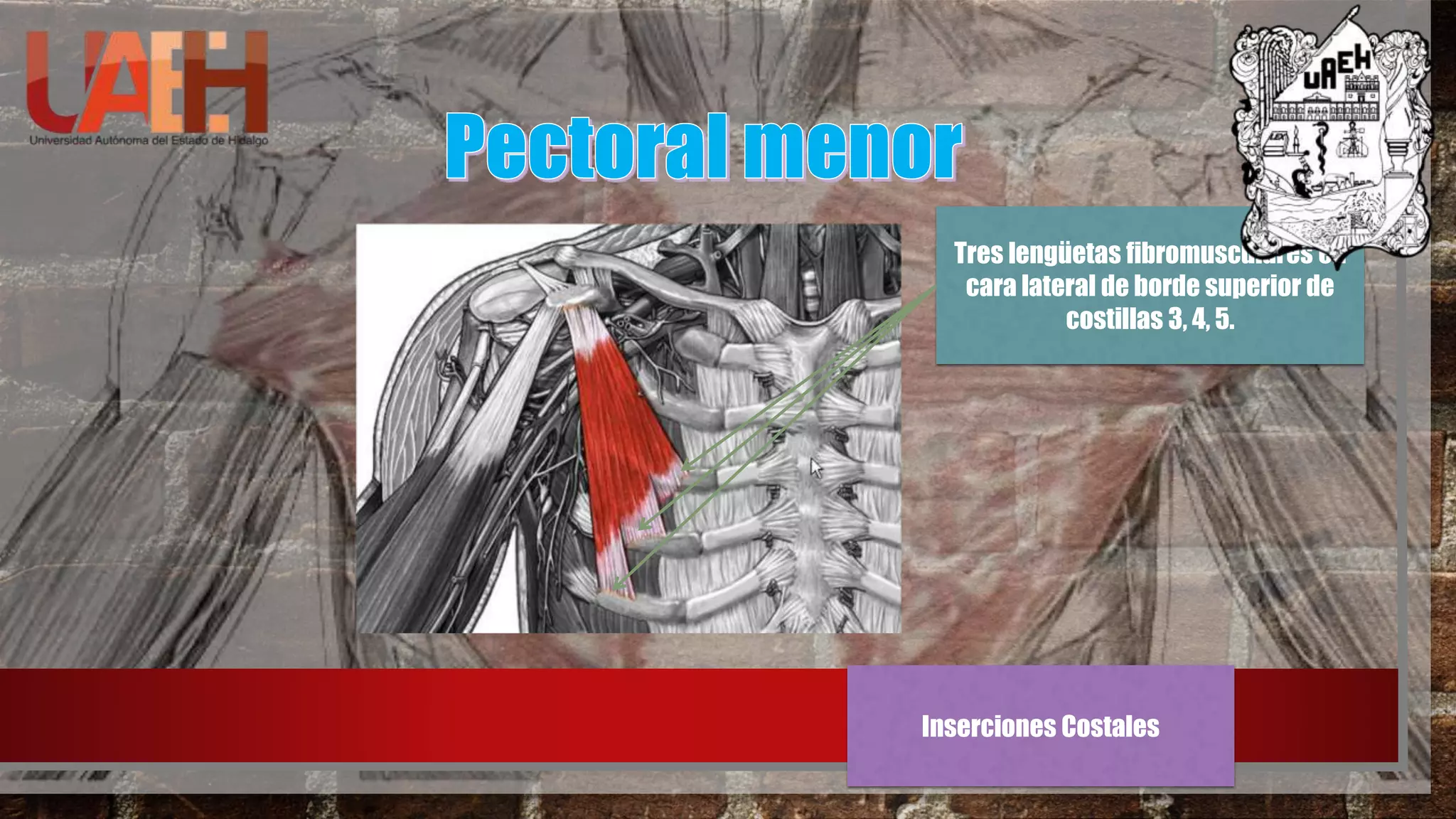 Anatomia: Region Pectoral y Escapular | PPTX