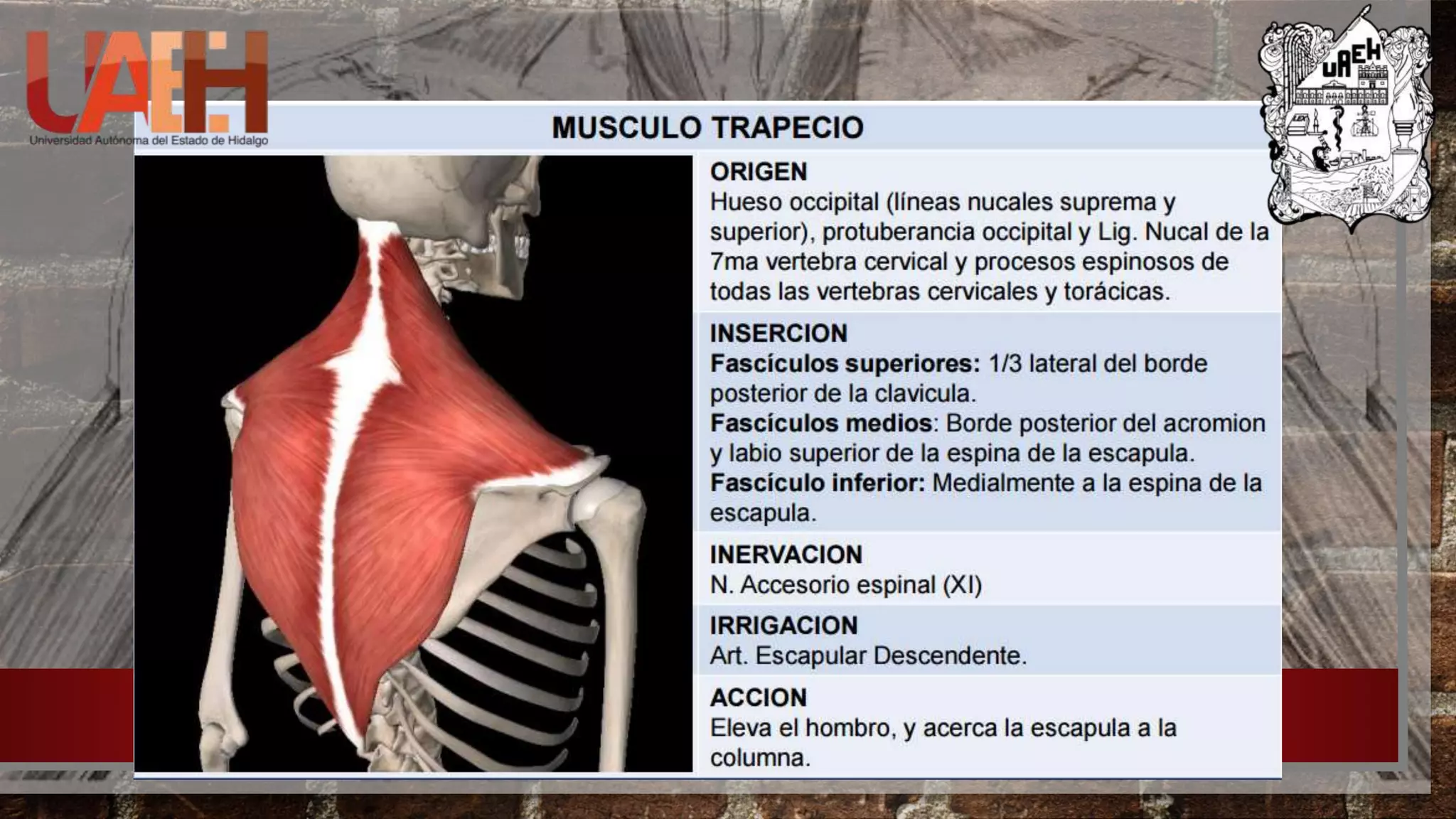 Anatomia: Region Pectoral y Escapular | PPTX