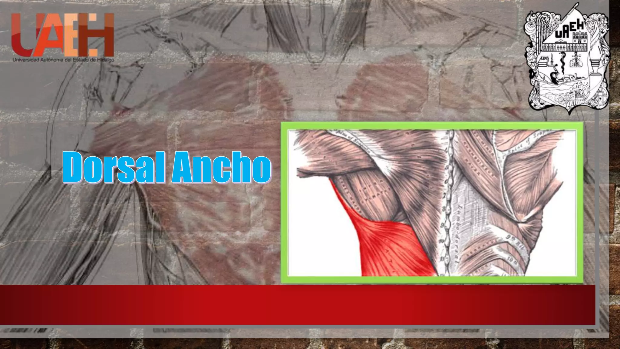 Anatomia: Region Pectoral y Escapular | PPTX