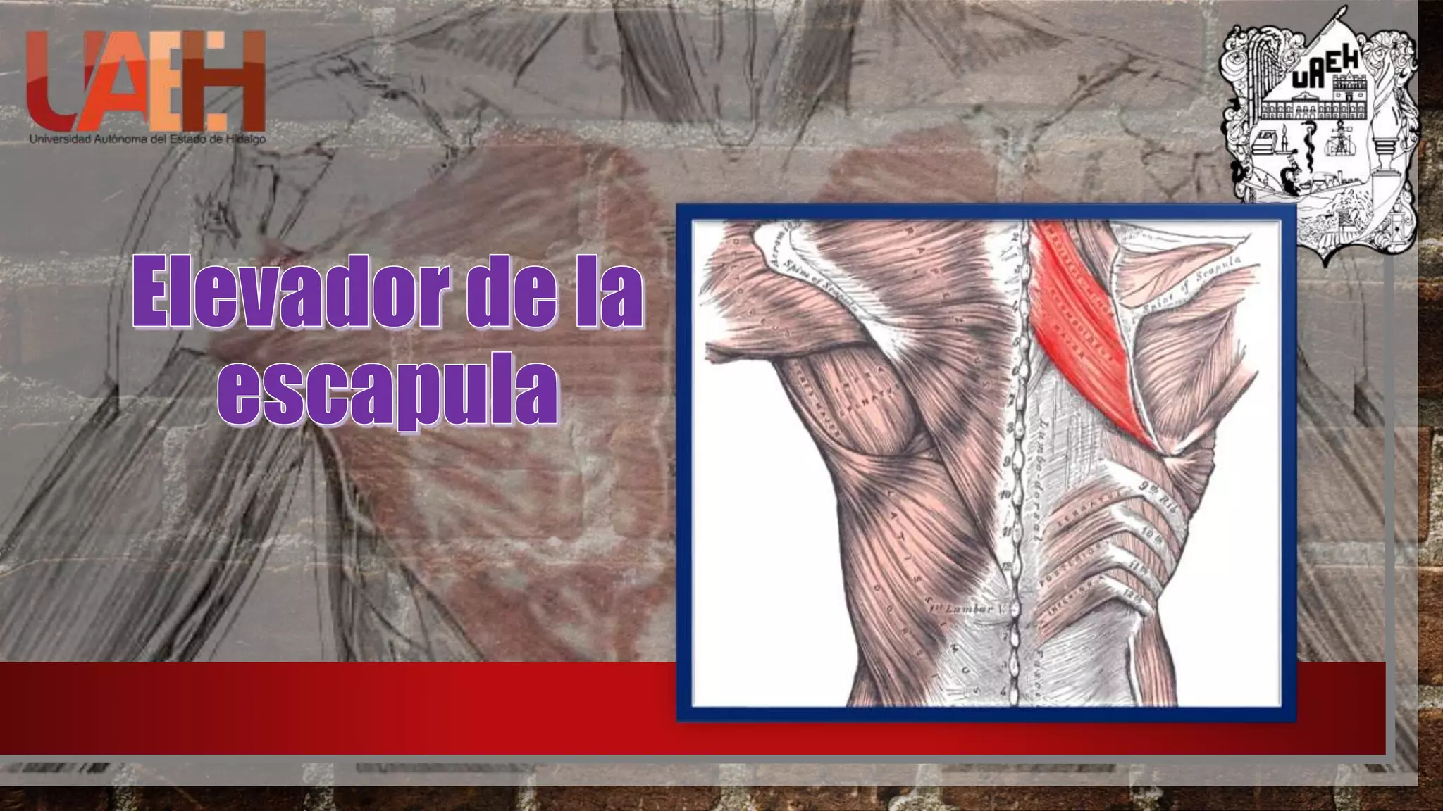Anatomia: Region Pectoral y Escapular | PPTX