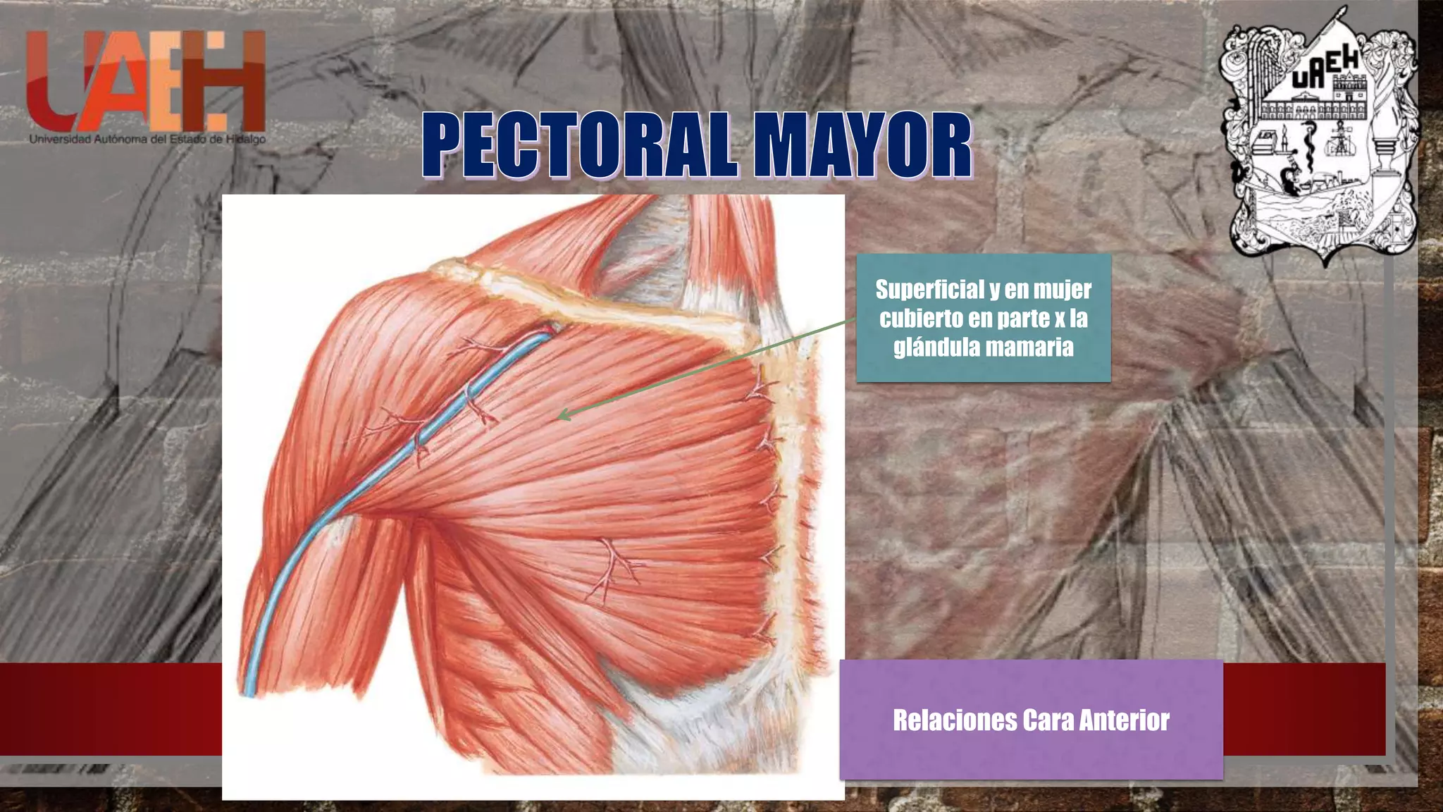 Anatomia: Region Pectoral y Escapular | PPTX