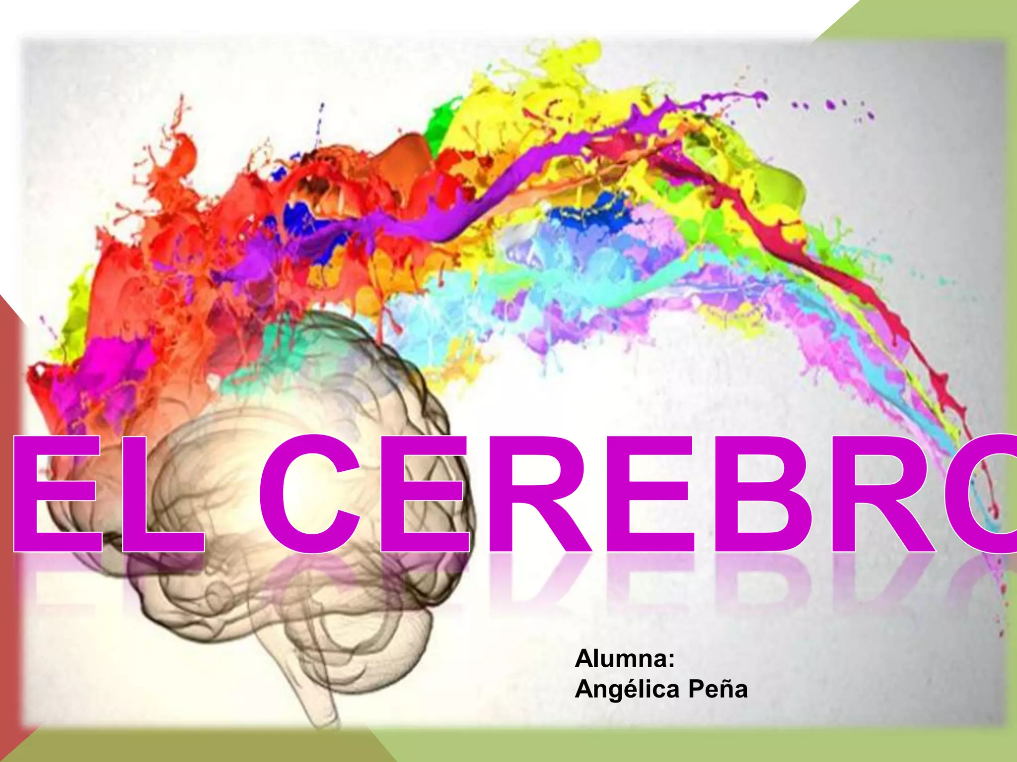 el cerebro | PPT
