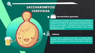 Presentación1.pptx