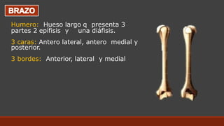 anatomia de brazo y codo.pptx