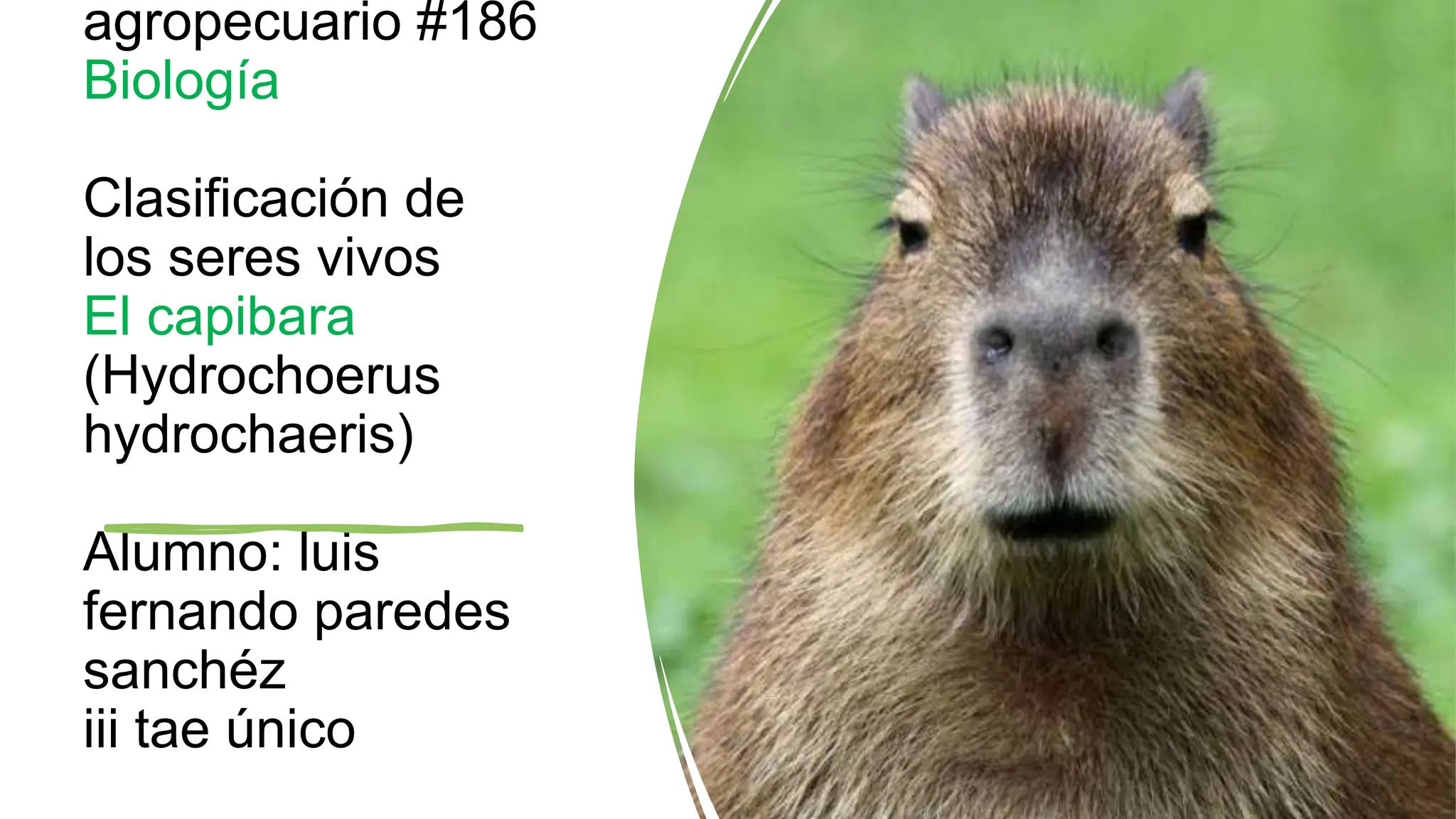 Capibaras - Apoyo de exposición | PPTX