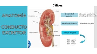 El sistema urinario anatomía macroscópica | PPTX