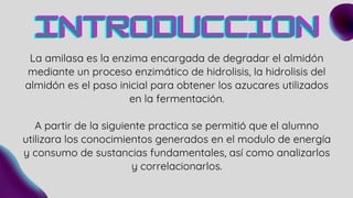 Amilasa enzima vegetal amilaza enzima vehet | PPT