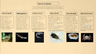 Los artrópodos (crustáceos y miriápodos) | PPTX