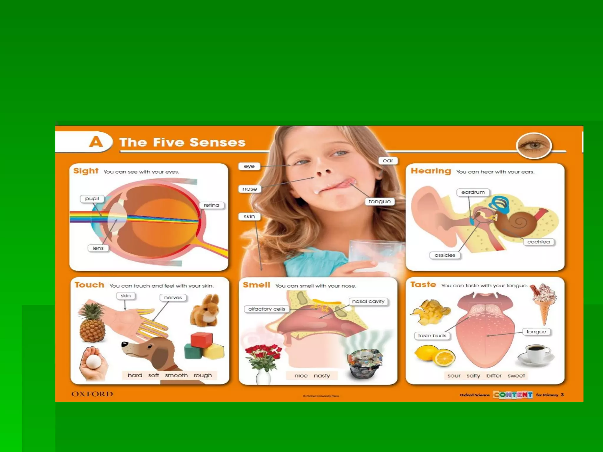 Presentación1.ppt senses | PPT