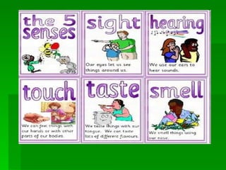 Presentación1.ppt senses | PPT
