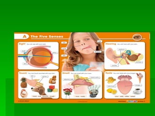 Presentación1.ppt senses | PPT