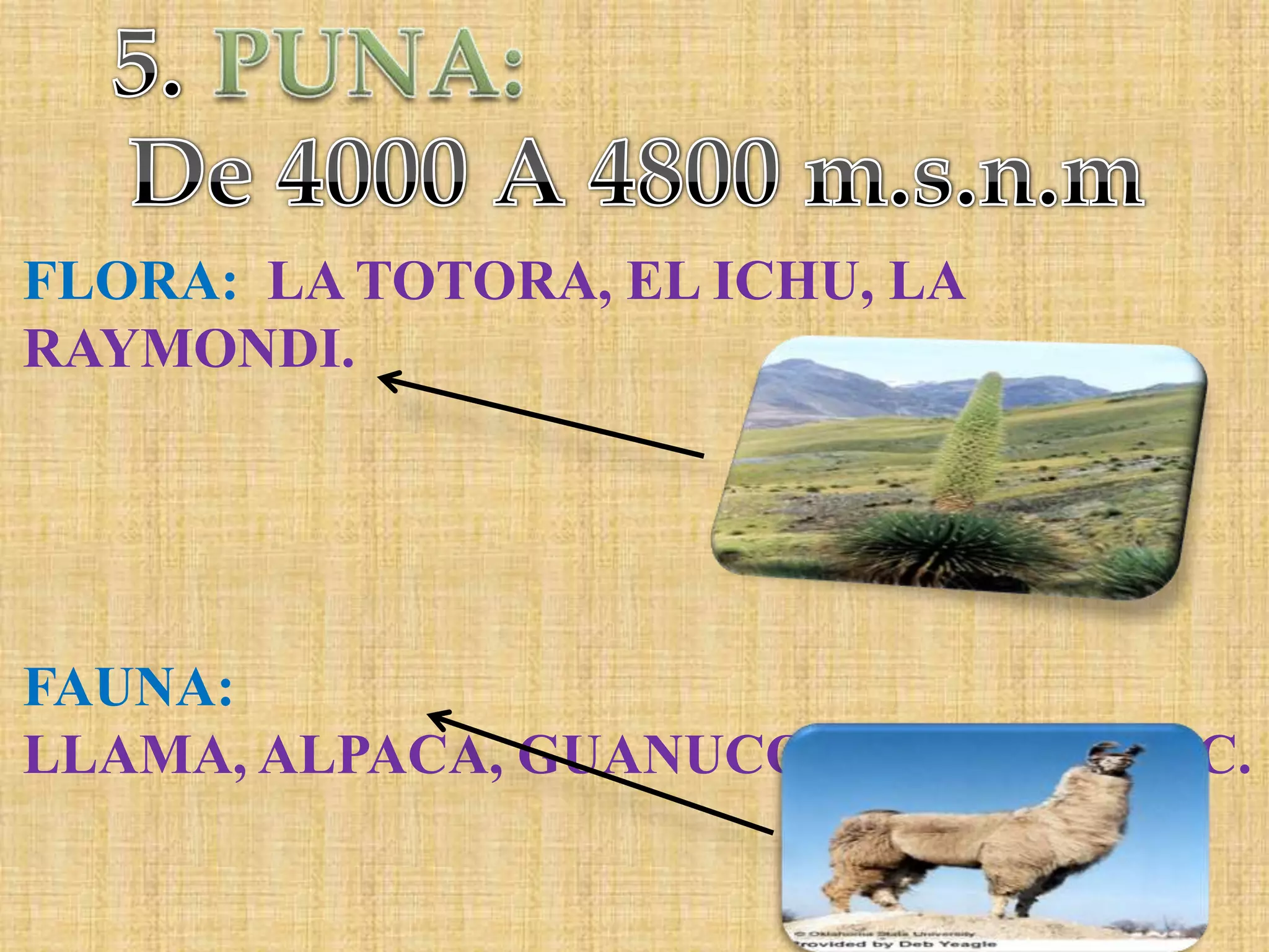 Regiones Naturales | PPT
